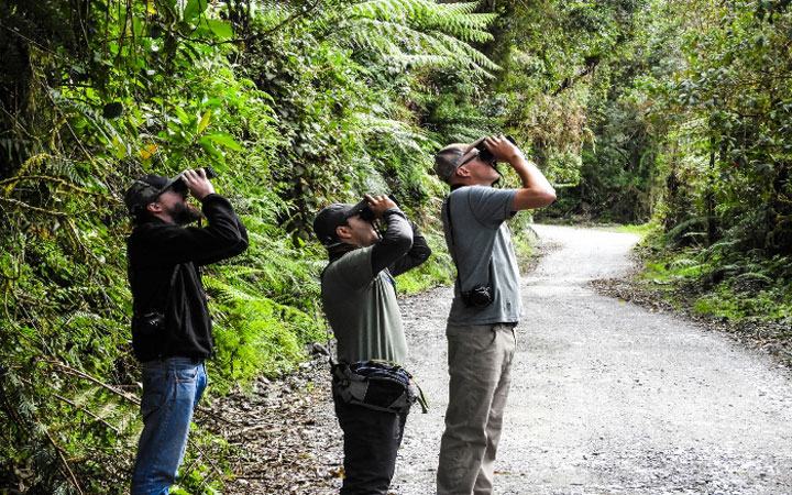 Cuatro propuestas sostenibles de avistamiento de aves en Colombia - Buenos Viajes Colombia
