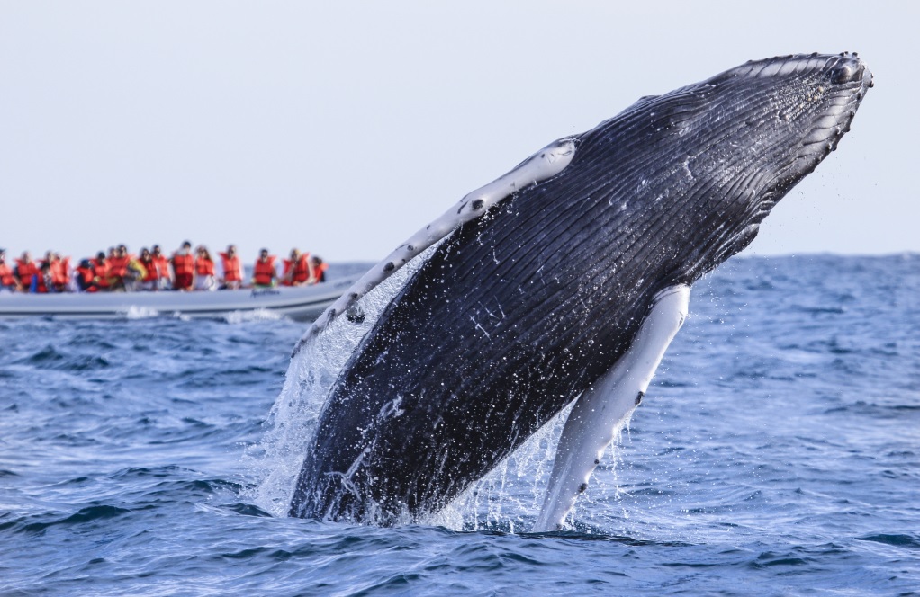 Ballenas en Puerto Vallarta: espectáculo natural - Buenos Viajes Colombia
